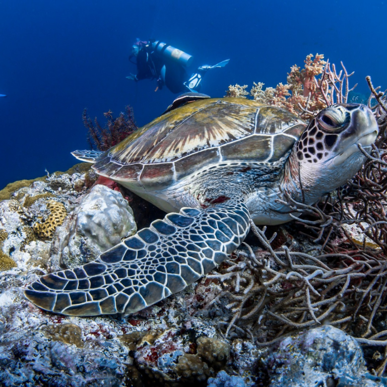 The 11 most asked questions about Bonaire | Tips Bonaire
